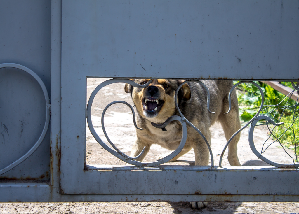 Flower Mound Dog Bite Lawyer | Free Consultation